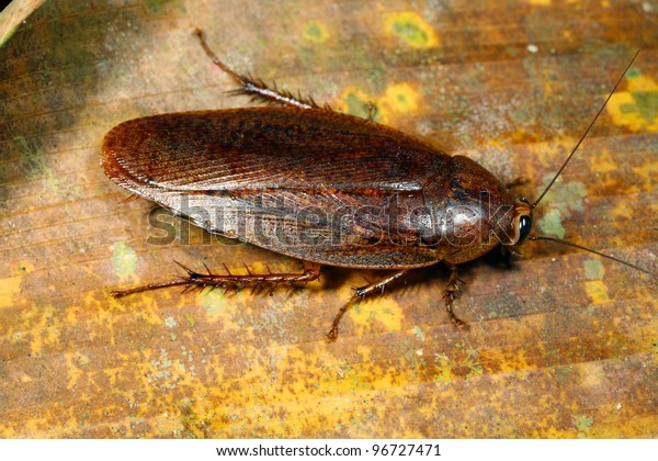 Cockroach Peruvian Rainforest Stock Photo 96727471 | Shutterstock