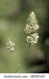 198 Cocksfoot grass Images, Stock Photos & Vectors | Shutterstock