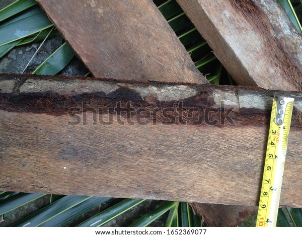 Coco Lumber Coconut Tree Stock Photo 1652369077 | Shutterstock