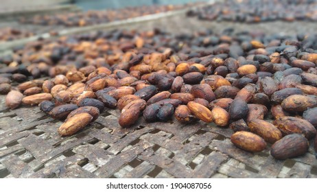 Cocoa Beans After Fermentation Process Stock Photo 1904087056 ...