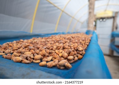 Cocoa Beans Drying Process By Sun Stock Photo 2164377219 | Shutterstock