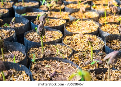 156 Cacao seedlings Images, Stock Photos & Vectors | Shutterstock