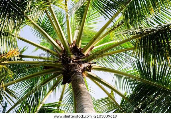 31 imagens de Coconot tree Imagens, fotos stock e vetores | Shutterstock