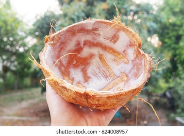 Coconut Empty Shell Hand Stock Photo 624008957 | Shutterstock