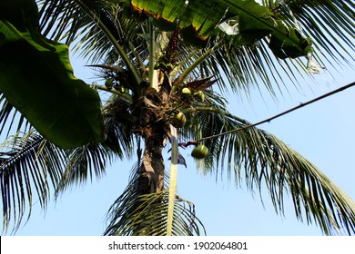 497 Falling coconut tree Stock Photos, Images & Photography | Shutterstock