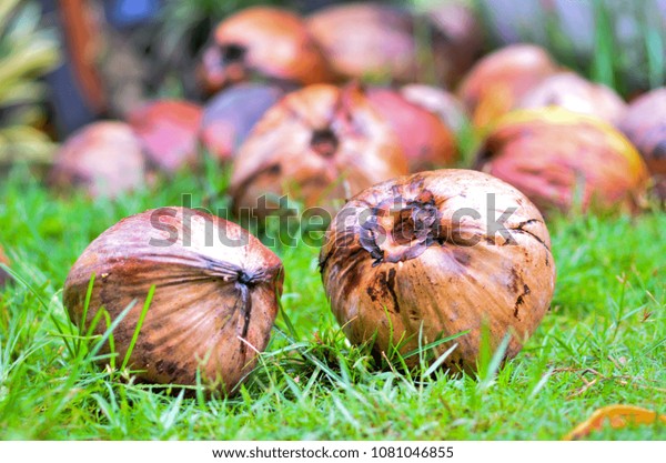 Coconut Grass Background Stock Photo 1081046855 | Shutterstock