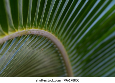 Coconut Leaf Structure Pattern Wallpaper Background Stock Photo ...