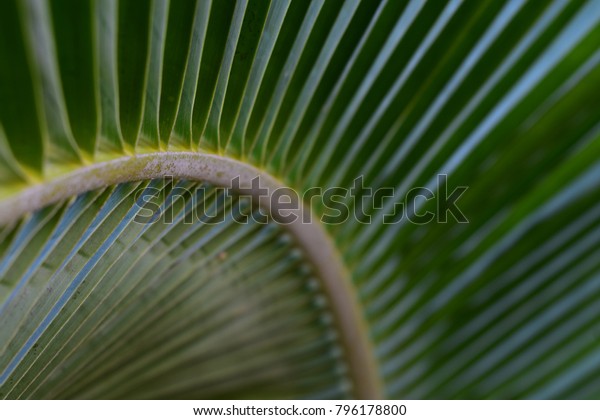 Coconut Leaf Structure Pattern Wallpaper Background Stock Photo ...