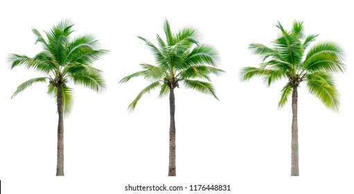 Coconut Palm Tree Isolated On White Stock Photo (Edit Now) 1176448831 Coconut Palm Tree Isolated On White Stock Photo (Edit Now) 1176448831