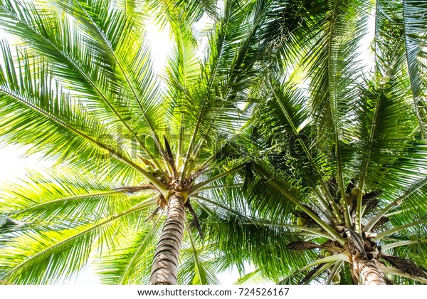Coconut Palm Tree Perspective View Stock Photo 724526167 | Shutterstock