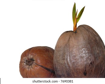 Coconut Seed Stock Photo 7690381 | Shutterstock