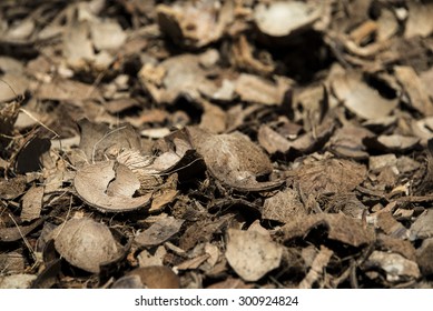 5,925 Broken coconut shell Images, Stock Photos & Vectors | Shutterstock