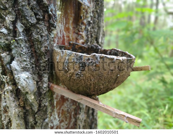 Coconut Shell Container Pine Tree Sap Stock Photo 1602010501 | Shutterstock