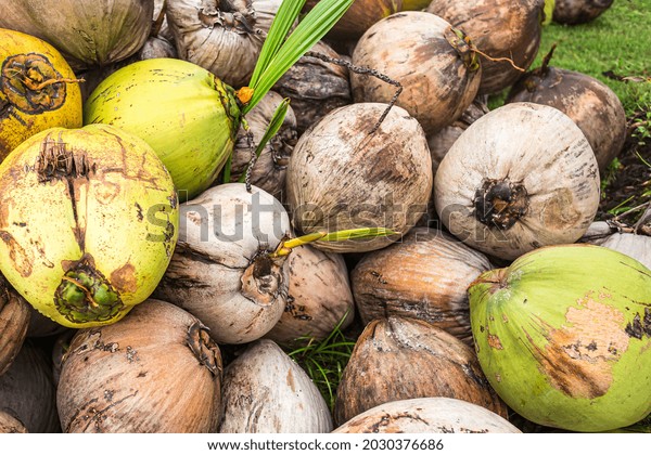 Coconut Stack Tropical Fruit Background Stock Photo 2030376686 ...