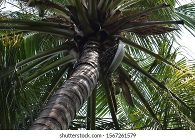 Coconut Tree Bottom View Stock Photo 1567261579 | Shutterstock