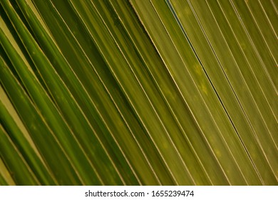 Coconut Tree Leaf Leaf Texture Green Stock Photo 1655239474 | Shutterstock