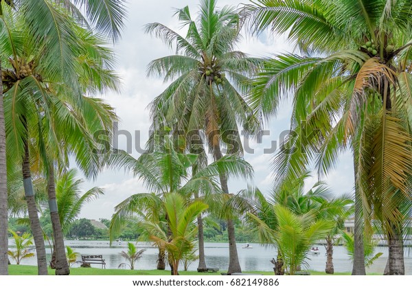 Coconut Tree Park Stock Photo 682149886 | Shutterstock
