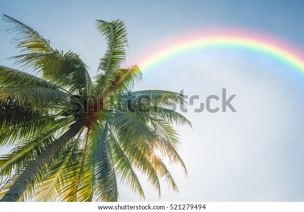 Coconut Tree Rainbow Stock Photo 521279494 | Shutterstock