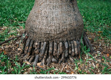 3,180 Coconut tree roots Images, Stock Photos & Vectors | Shutterstock