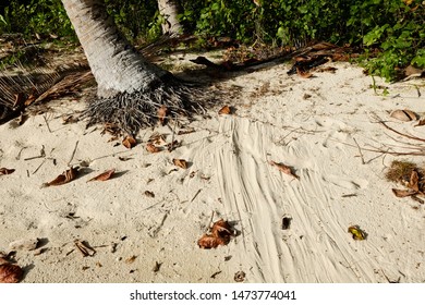 Coconut Tree Root System Beach Stock Photo 1473774041 | Shutterstock