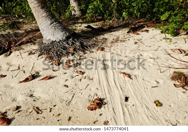 Coconut Tree Root System Beach Stock Photo 1473774041 | Shutterstock