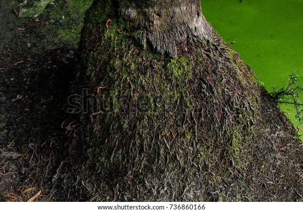 Coconut Tree Roots Stock Photo (Edit Now) 736860166