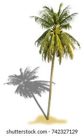 Coconut Tree Shadow Clipping Path Stock Photo 742327129 | Shutterstock