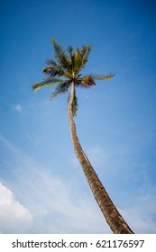 253 Coconut trees standing alone Images, Stock Photos & Vectors ...