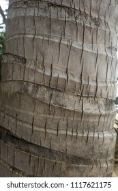 Coconut Tree Stem Texture Stock Photo 1117621175 | Shutterstock