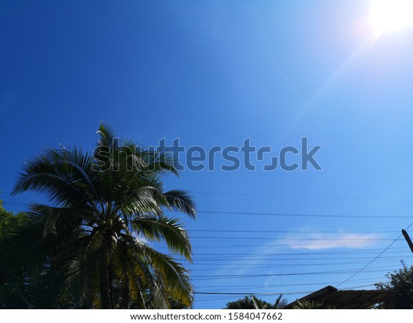 Coconut Tree Sun Stock Photo 1584047662 | Shutterstock