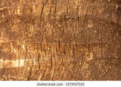 Coconut Tree Surface Stock Photo 1373537225 | Shutterstock