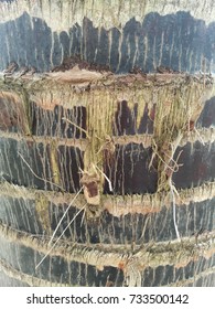 Coconut Tree Trunk Stock Photo 733500142 | Shutterstock