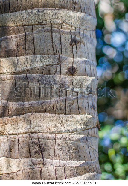 Coconut Tree Trunk Stock Photo (Edit Now) 563109760
