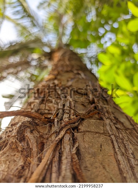 Coconut Tree Trunk Coconut Tree Trunks Stock Photo 2199958237 ...