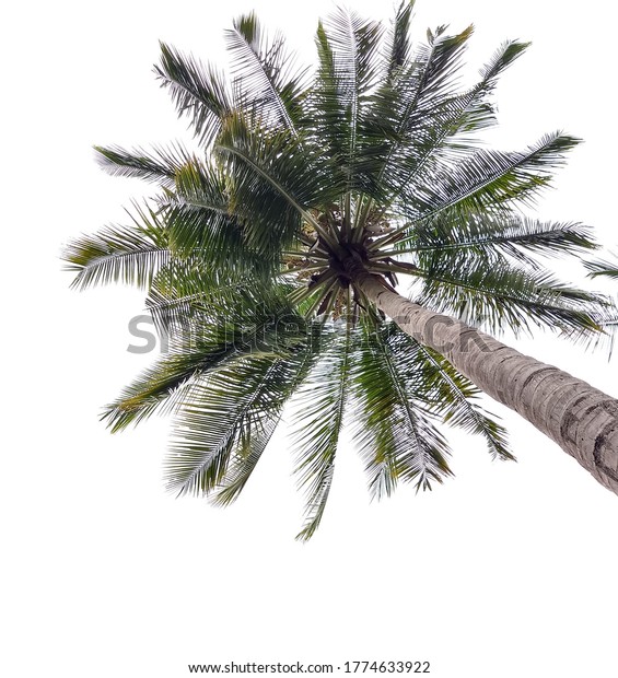 Coconut Tree Viewed Ground Stock Photo (Edit Now) 1774633922