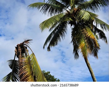 1,076 Damaged coconut tree Images, Stock Photos & Vectors | Shutterstock