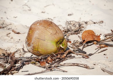 497 Falling coconut tree Stock Photos, Images & Photography | Shutterstock