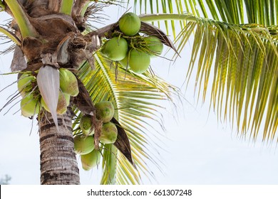 12,759 Under coconut tree Images, Stock Photos & Vectors | Shutterstock