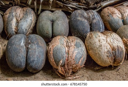 678 Coco Di Mer Images, Stock Photos & Vectors | Shutterstock
