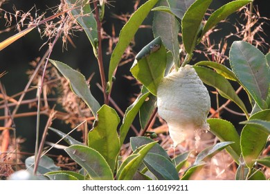 Praying mantis cocoon : 225 images, photos et images vectorielles de ...