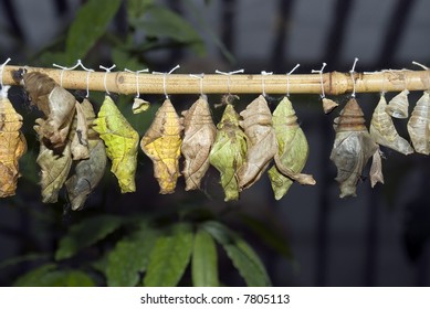 Selection Different Chrysalis Cocoons Insects Butterflies Stock Photo ...