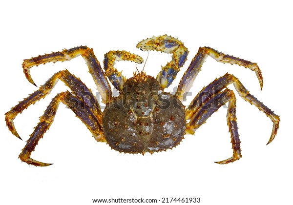 Cod Crab On White Background Stock Photo 2174461933 | Shutterstock