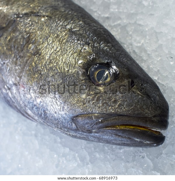 Cod Fish Head Closeup Central Market Stock Photo (Edit Now) 68916973
