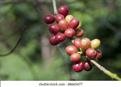 48 Mona Coffee Images, Stock Photos & Vectors | Shutterstock