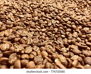 Arabica Tenom Coffee Beans Sabah Malaysian ภาพสต็อก 210155944 ...