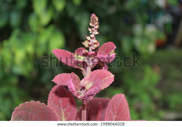 Coleus Ruby Slipper Gorgeous Red Color Stock Photo 1988066018 ...