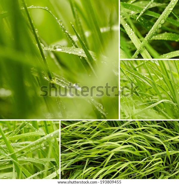 Collage Grass Background Stock Photo 193809455 | Shutterstock