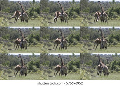 Collage Sequence Neck Fighting Between Two Stock Photo 576696952 | Shutterstock