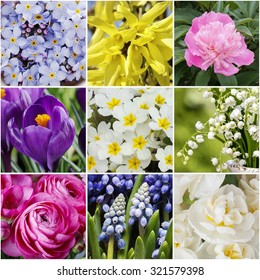 Collage Spring Flowers Stock Photo 321579398 | Shutterstock