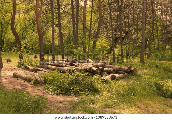 Collapsed Pine Trees Forest Deforestation Tree Stock Photo 1089333671 ...